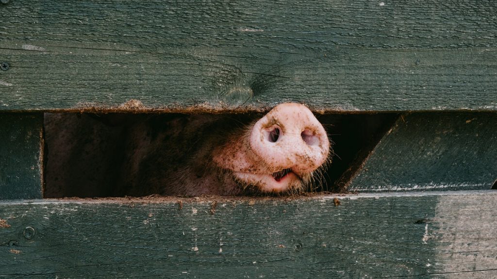 Animal Exploitation is A Cultural And Social Problem.