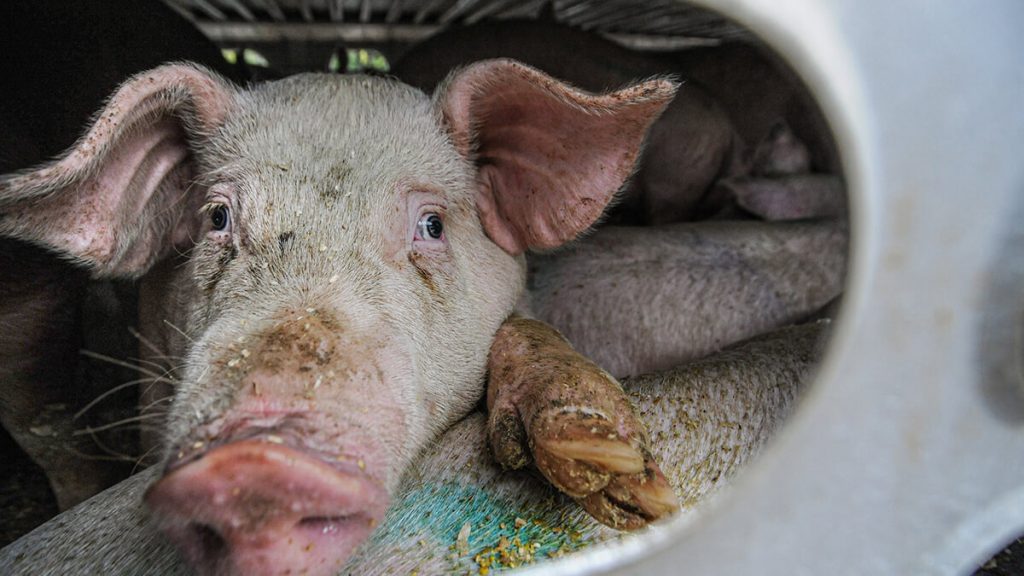 What is Animal Abuse And How Can We Stop it For Good?